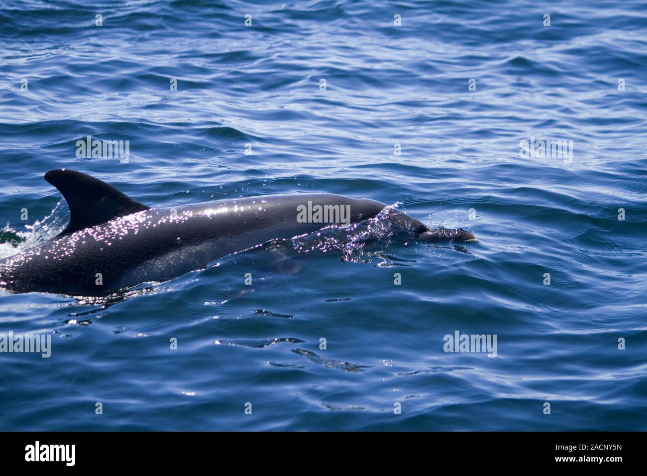 Salt water dolphins hi-res stock photography and images - Alamy