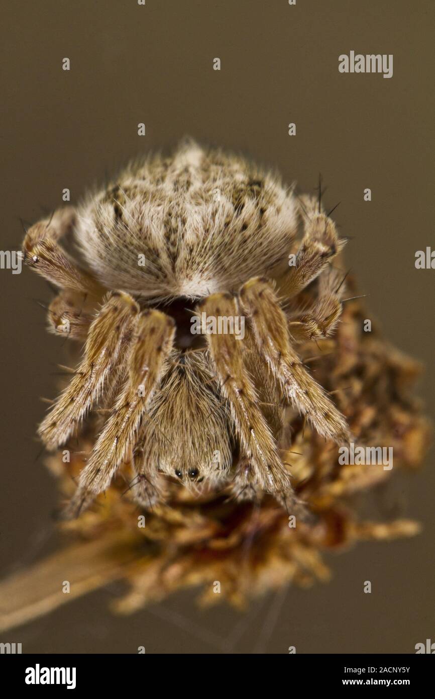 spider on attack position Stock Photo - Alamy