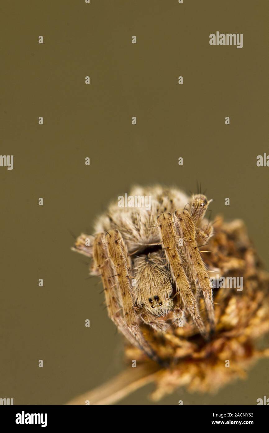 spider on attack position Stock Photo - Alamy