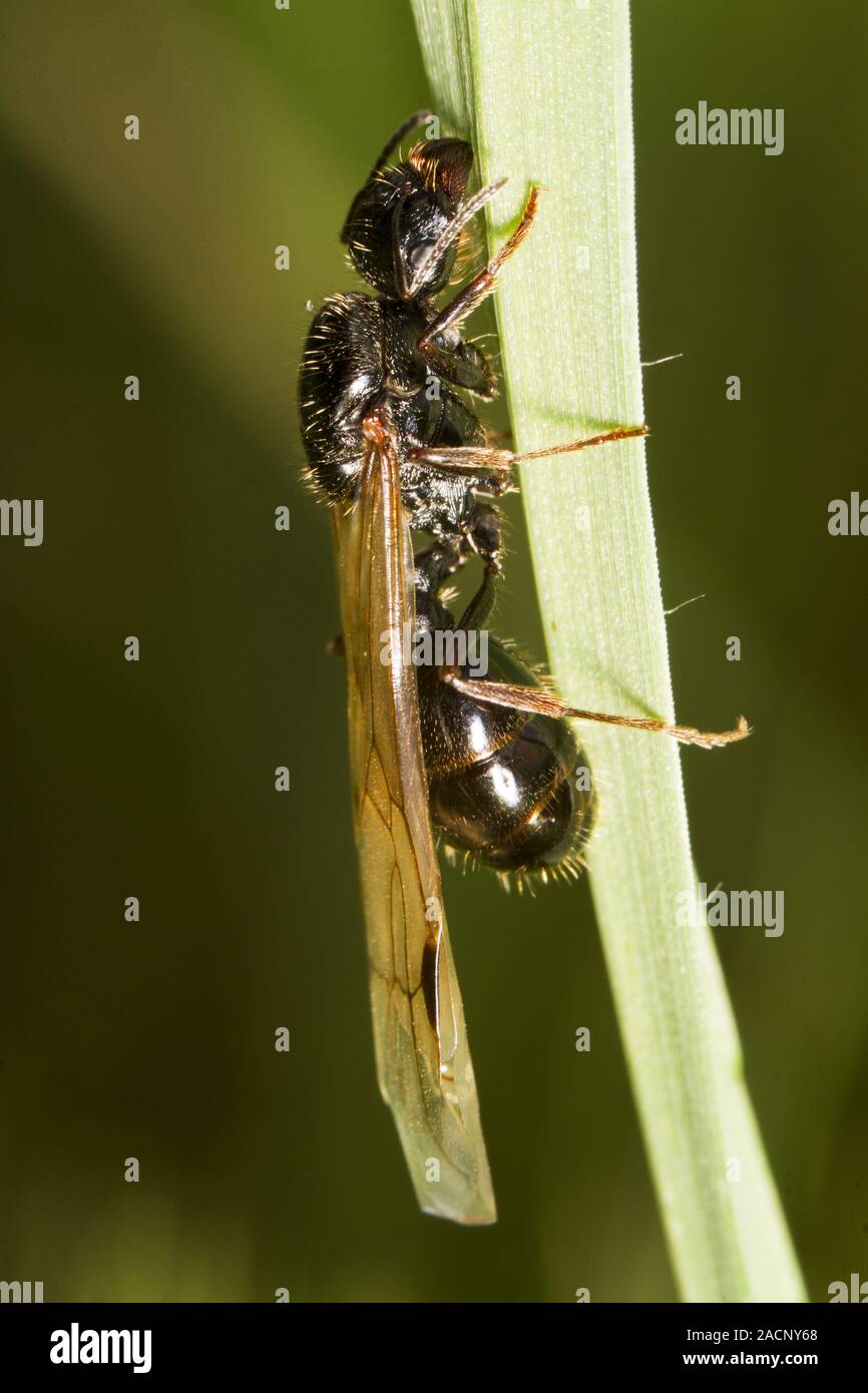 Harvester ant hi-res stock photography and images - Alamy