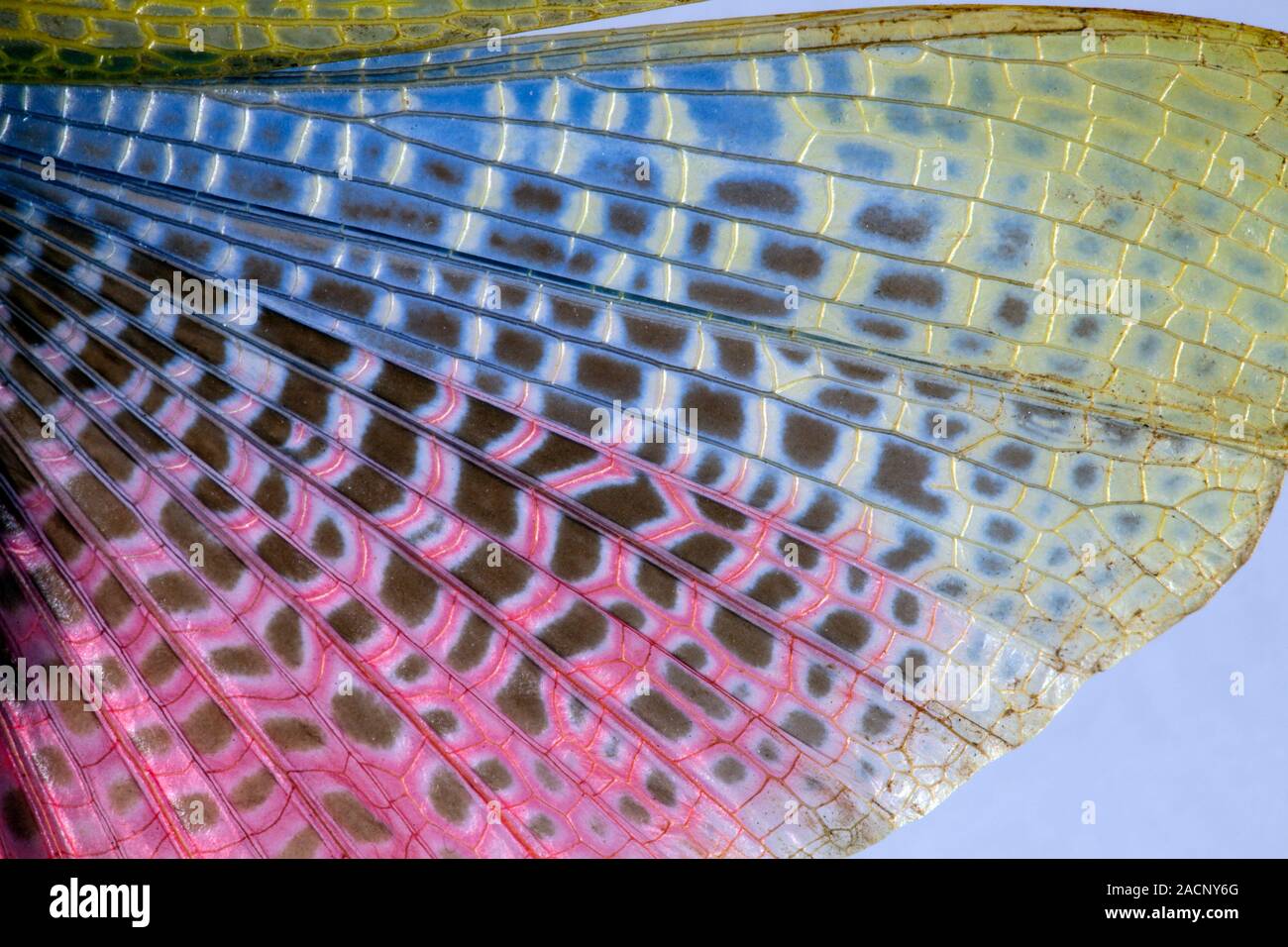 Green milkweed locust wing. Close-up of the wing of a green milkweed ...