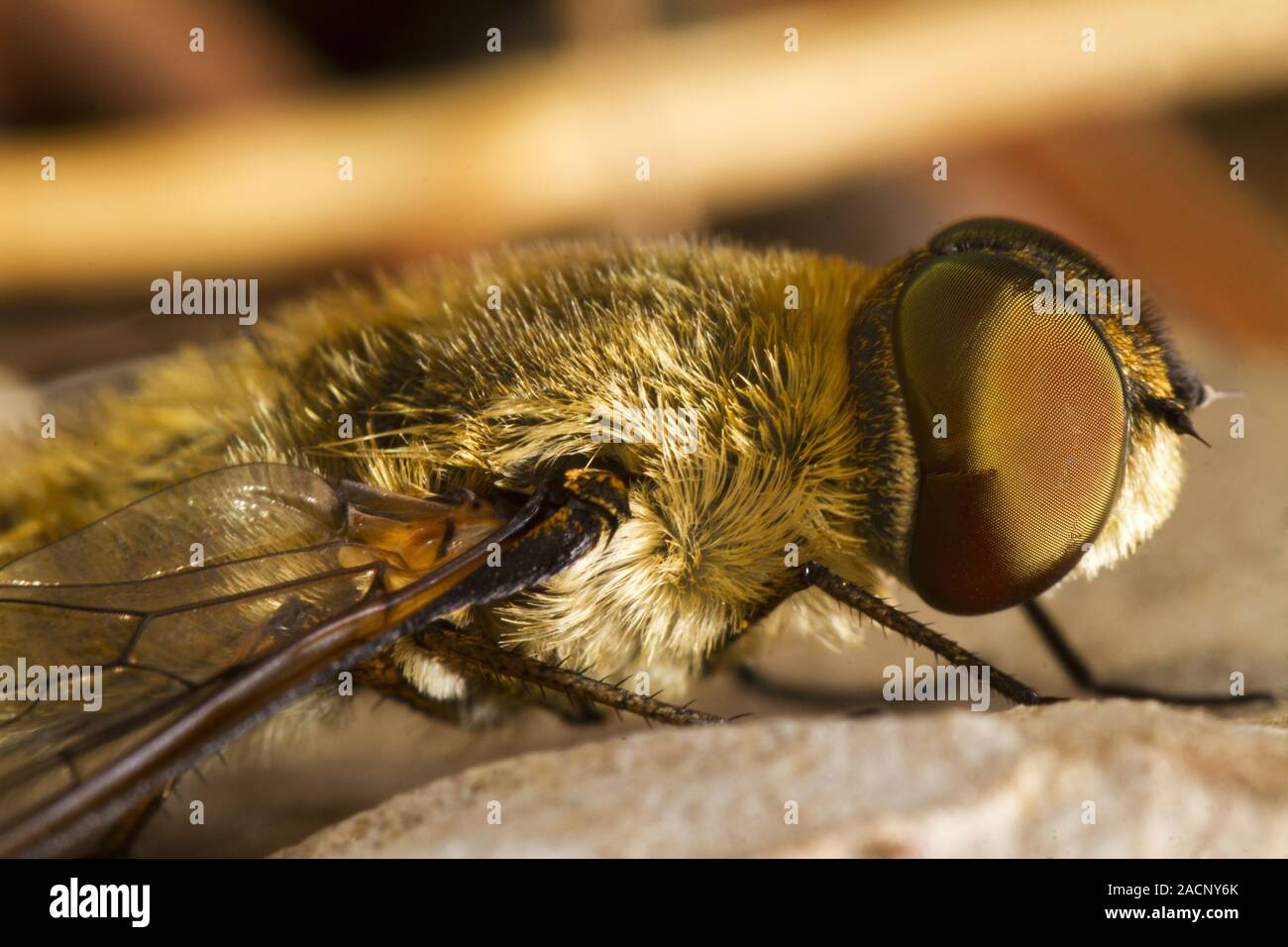 Insect villa hi-res stock photography and images - Alamy
