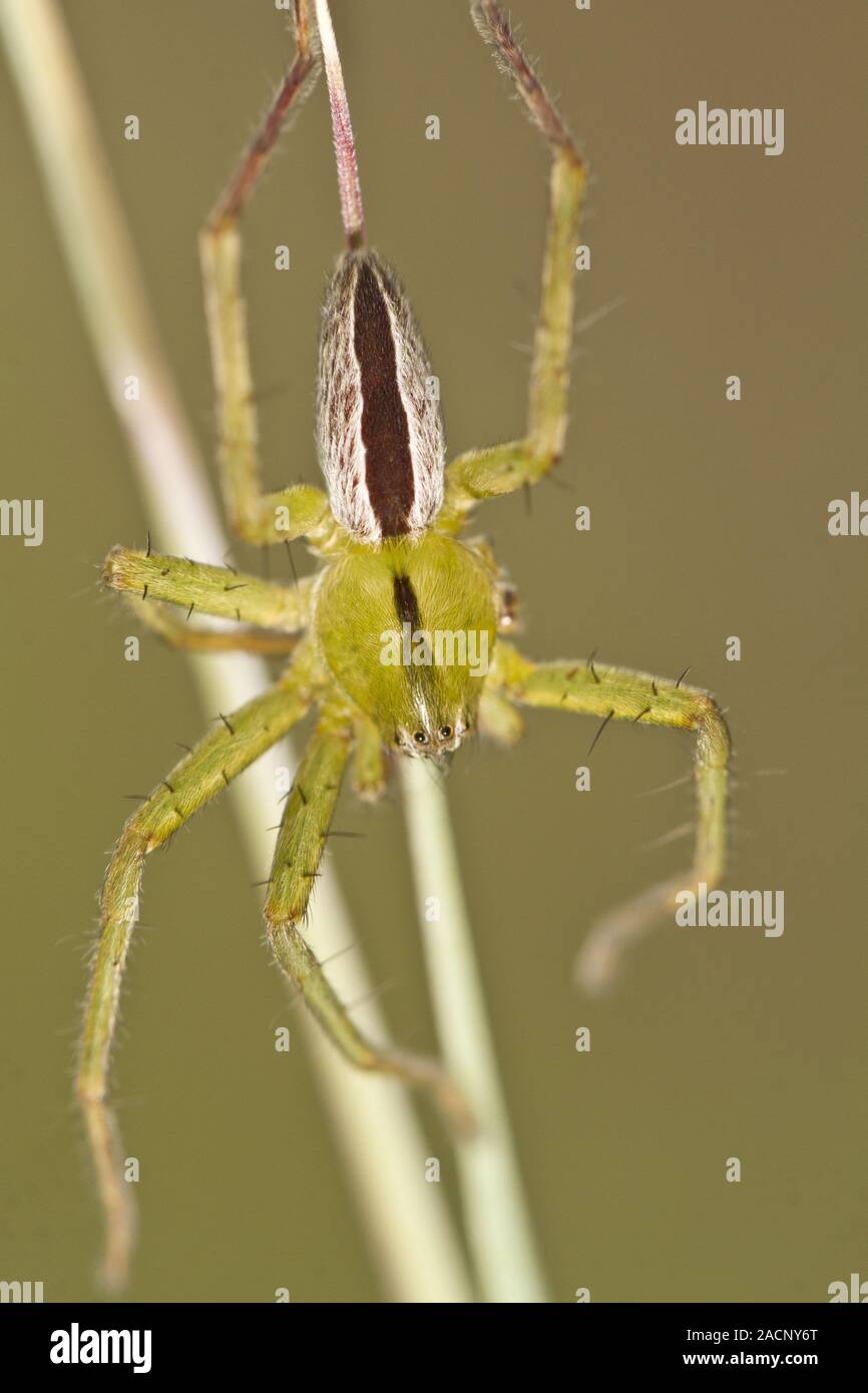 Green huntsman spider (Micrommata virescens Stock Photo - Alamy