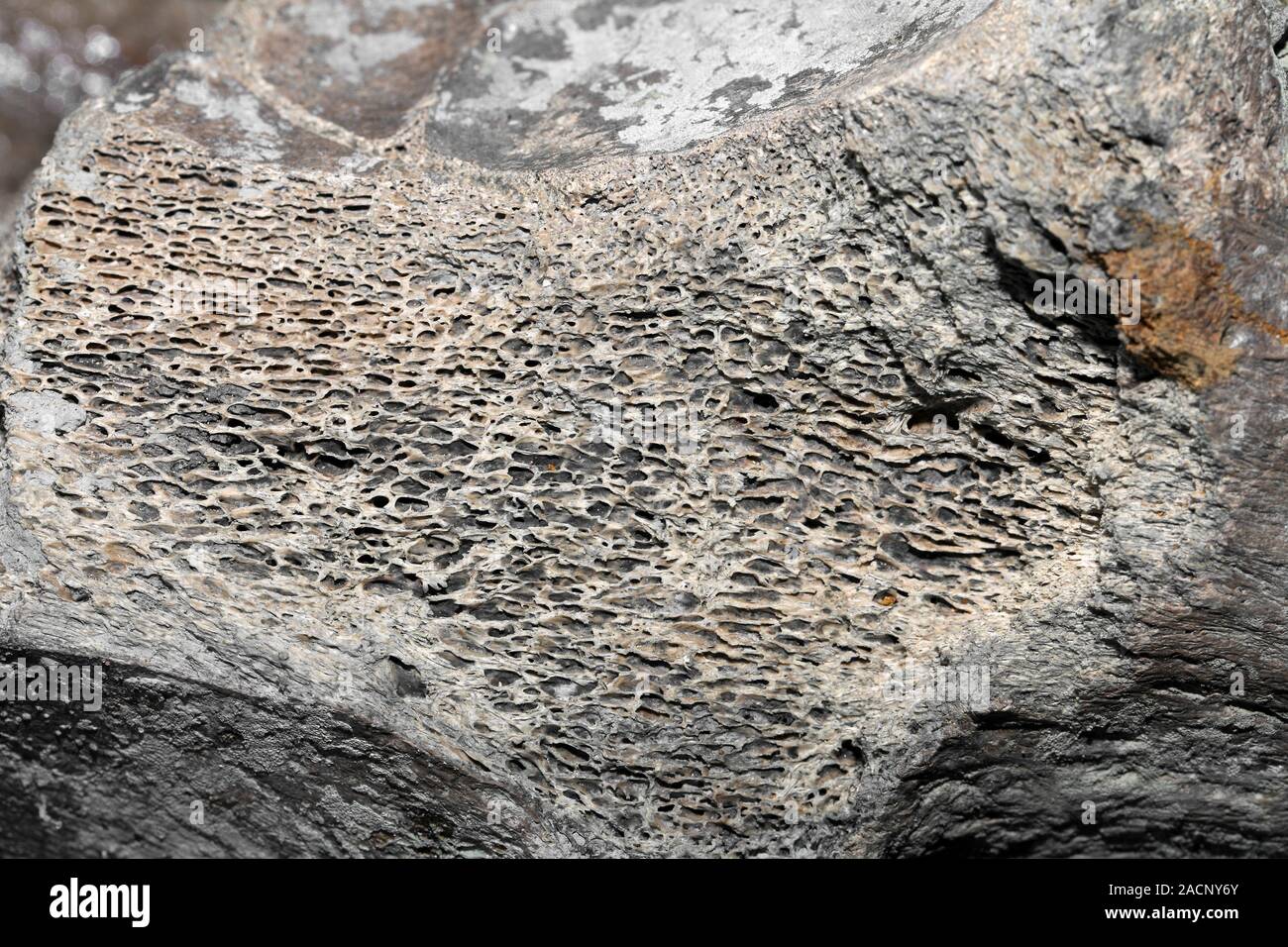 Mammoth fossil. Close-up of the interior of a fossilised mammoth ...