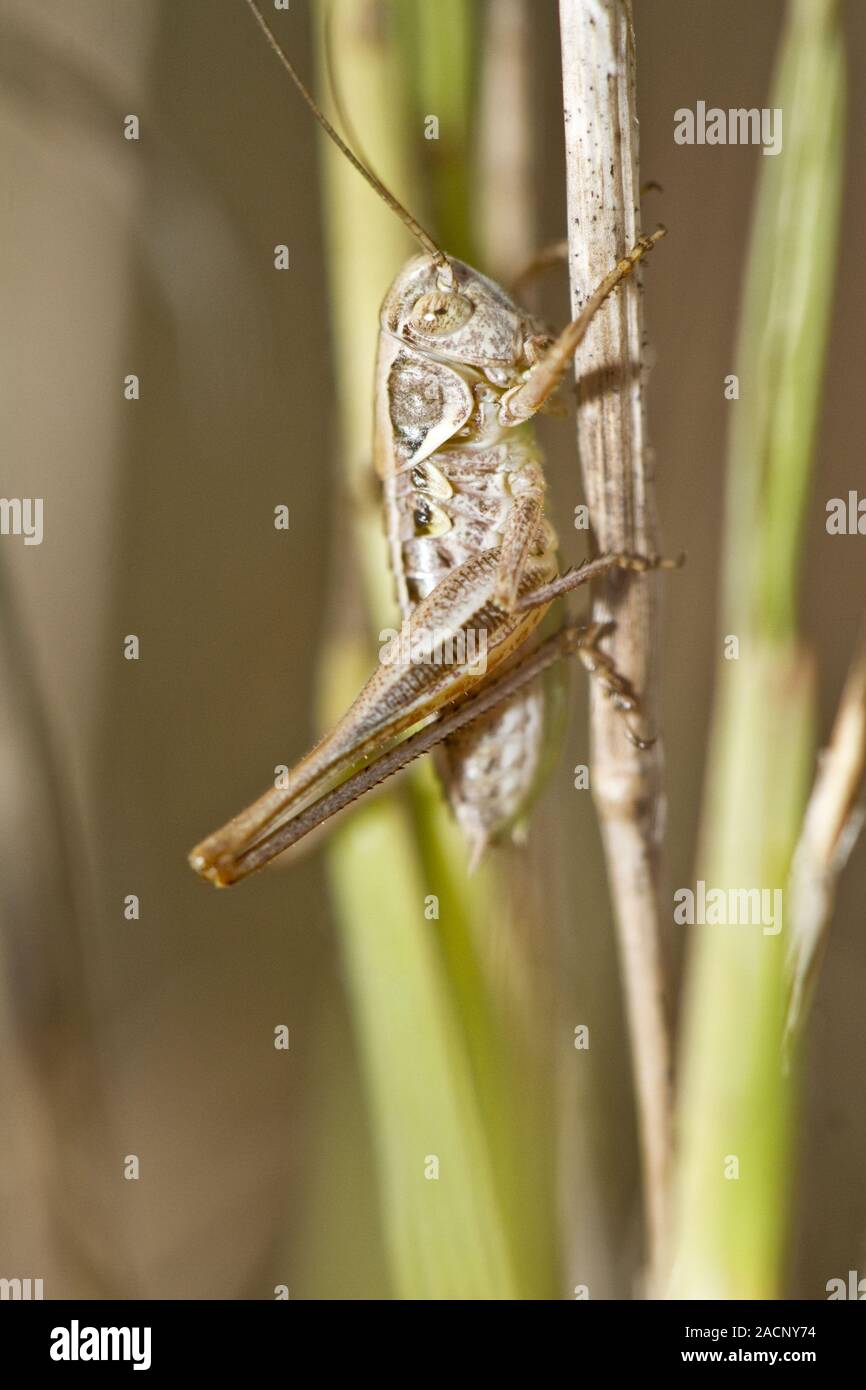 Brown plant hopper hi-res stock photography and images - Alamy