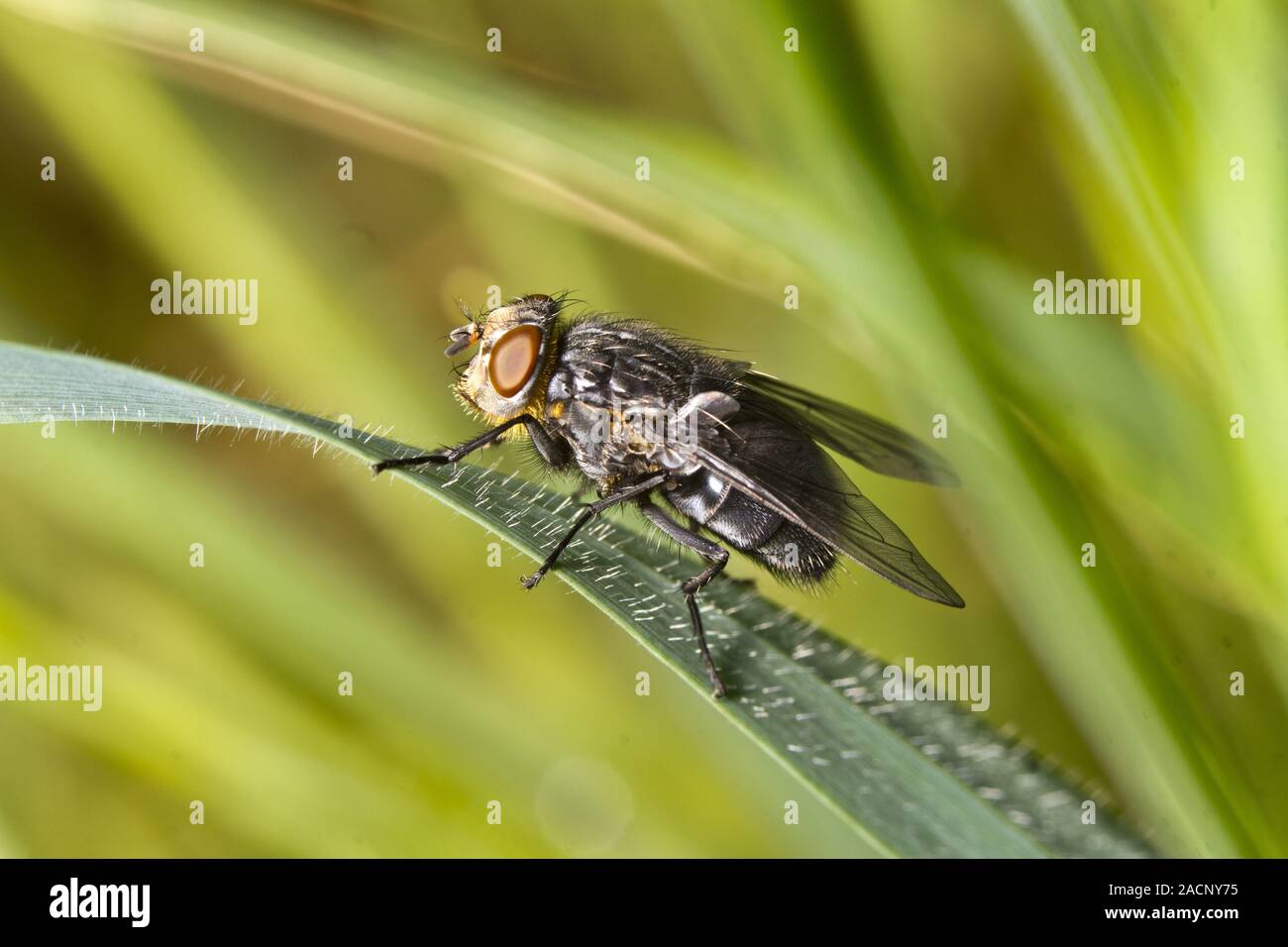 Fly on top hi-res stock photography and images - Alamy