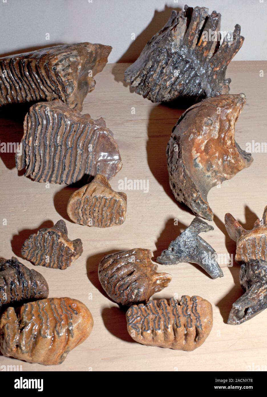 Mammoth tooth fossils. Fossilised molar teeth from juvenile mammoths ...