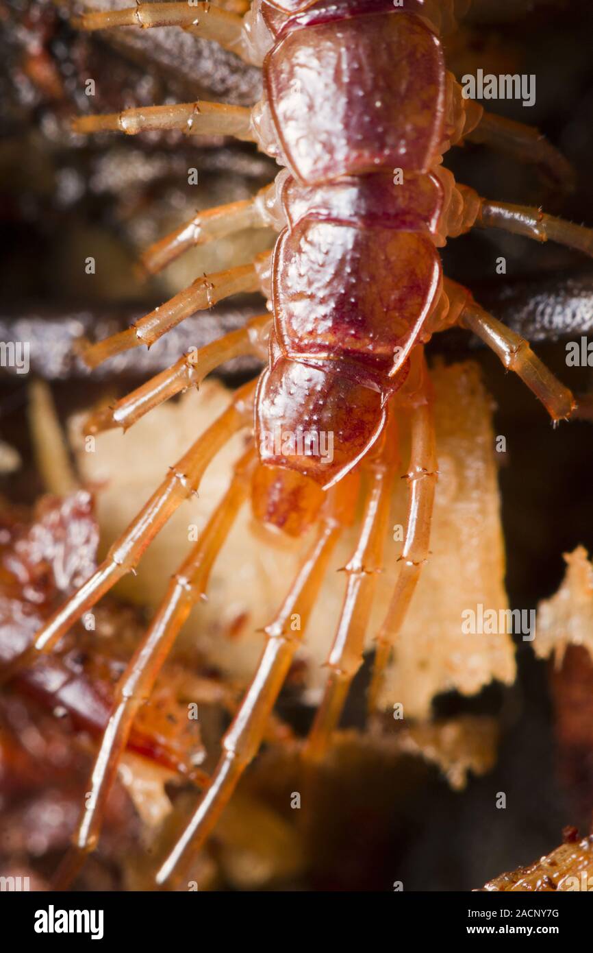 Lithobius centipede hi-res stock photography and images - Alamy