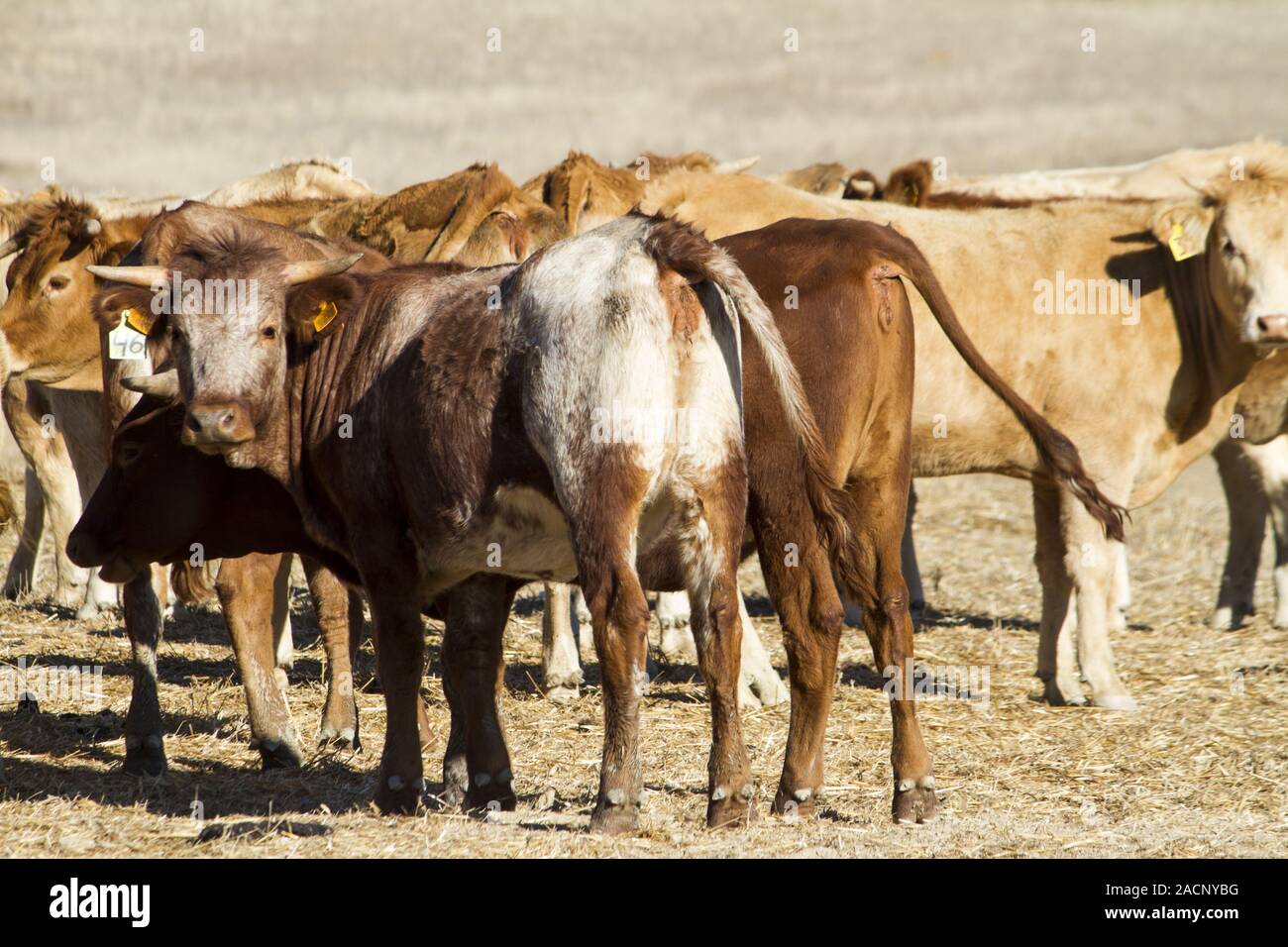 Cows rear hi-res stock photography and images - Alamy