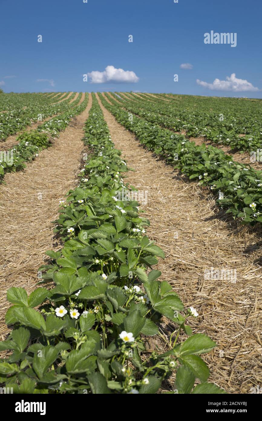 Flowering strawberry field in spring Stock Photo - Alamy