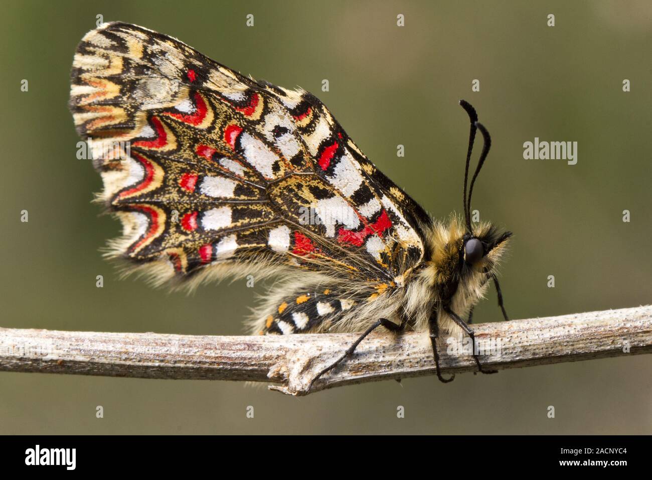 Spanish festoon butterfly (Zerynthia rumina Stock Photo - Alamy