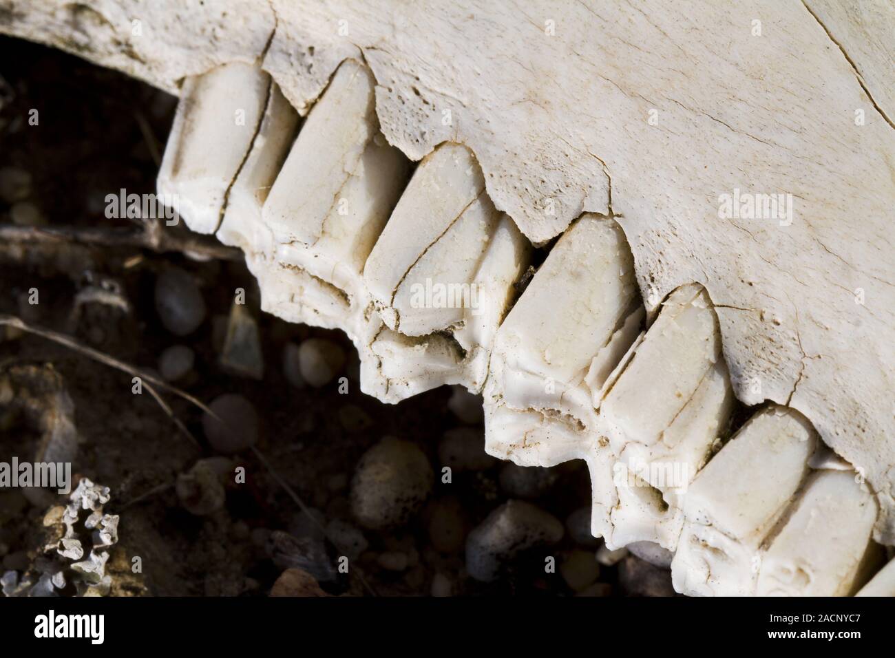 jaw with teeth of sheep Stock Photo - Alamy