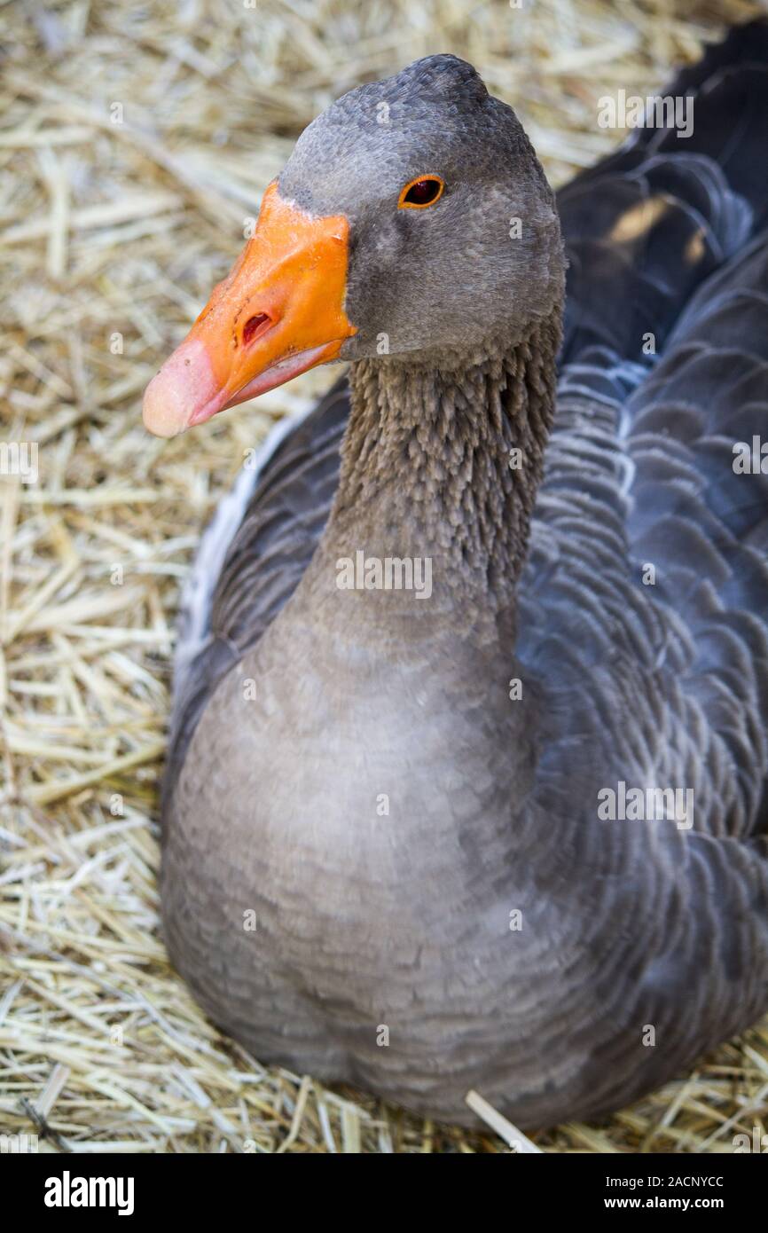 Grey goose head hi-res stock photography and images - Alamy
