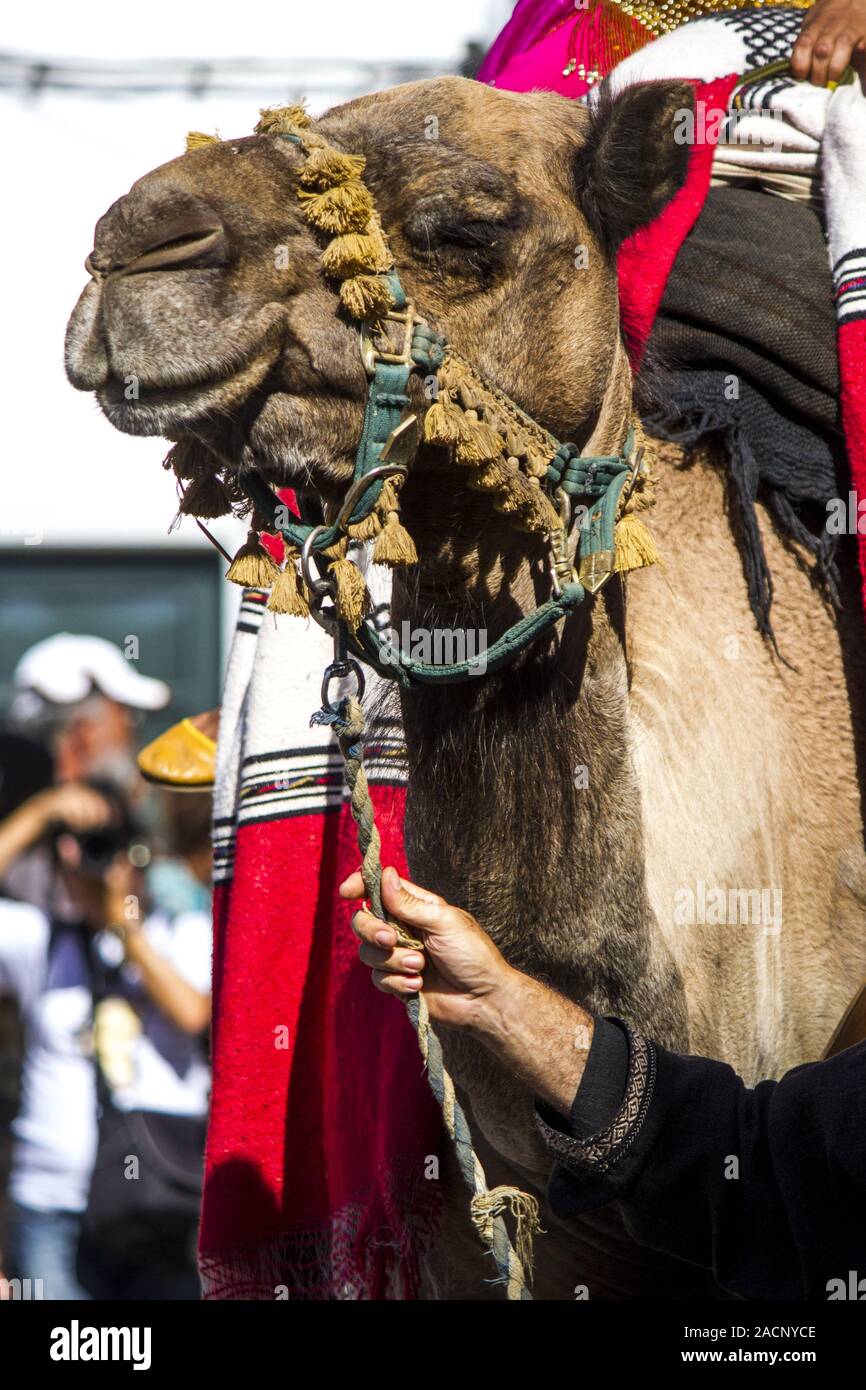 Wild man medieval hi-res stock photography and images - Alamy
