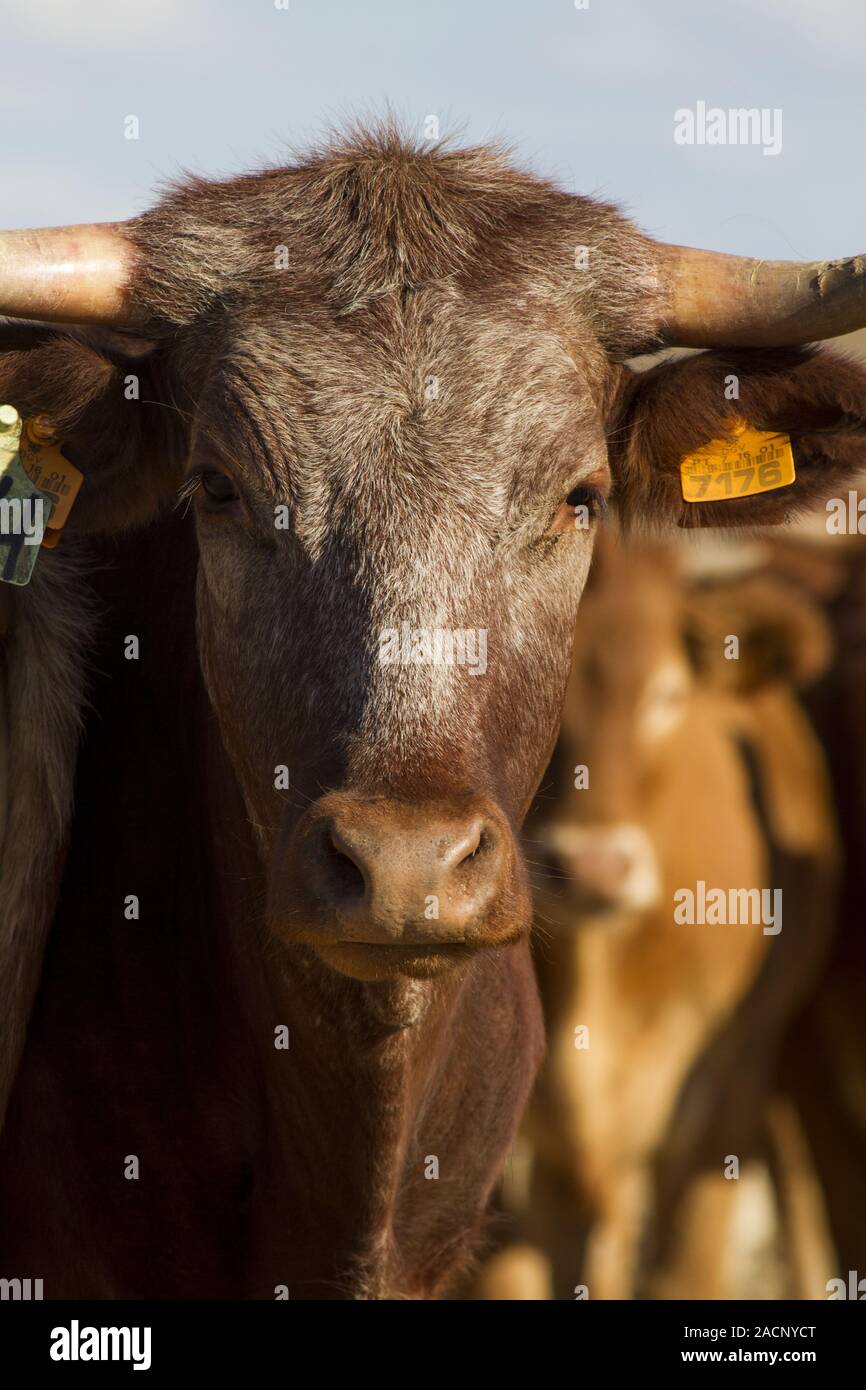 Domestic brown cow close hi-res stock photography and images - Alamy