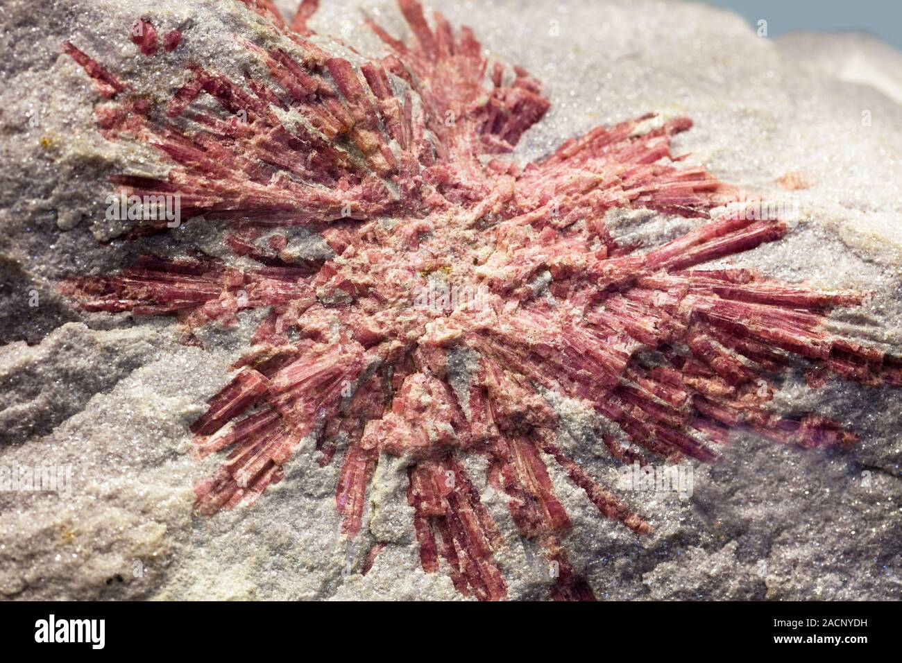 Tourmaline crystals in quartzite. Close-up of tourmaline crystals (pink ...