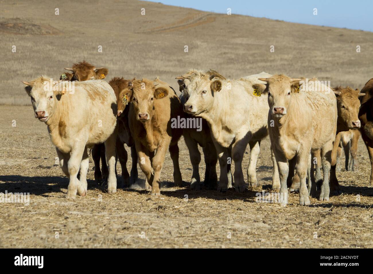 Group of brown cows hi-res stock photography and images - Alamy