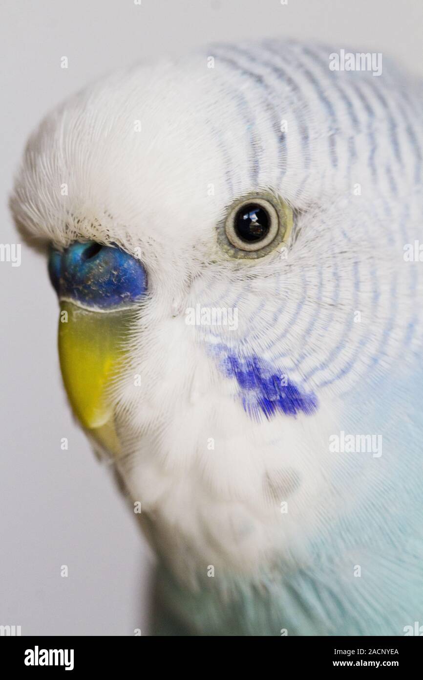 Common parakeet hi-res stock photography and images - Alamy