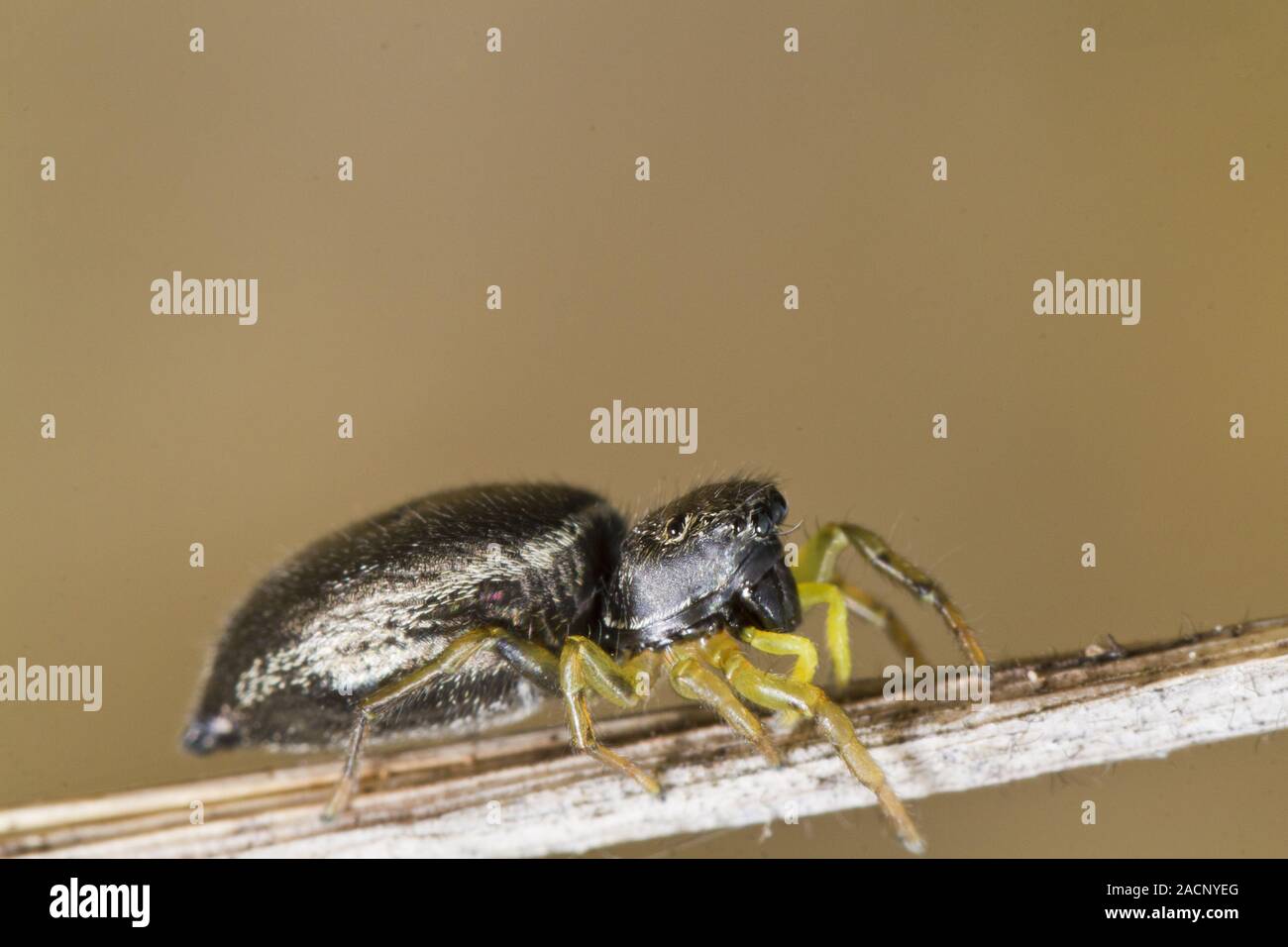 Heliophanus auratus hi-res stock photography and images - Alamy