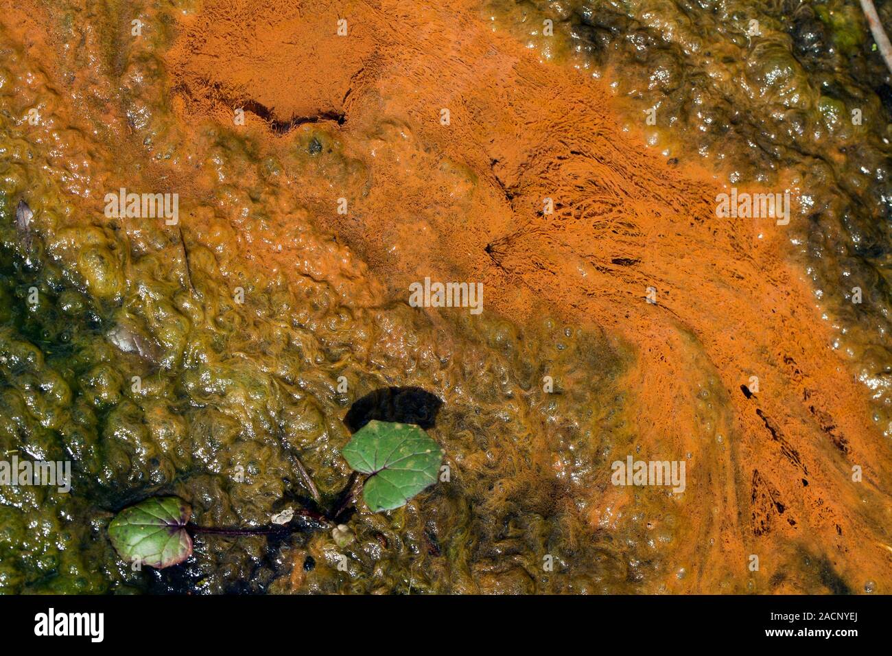 Iron oxide in a stream. Close-up of iron oxide (rust) powder ...
