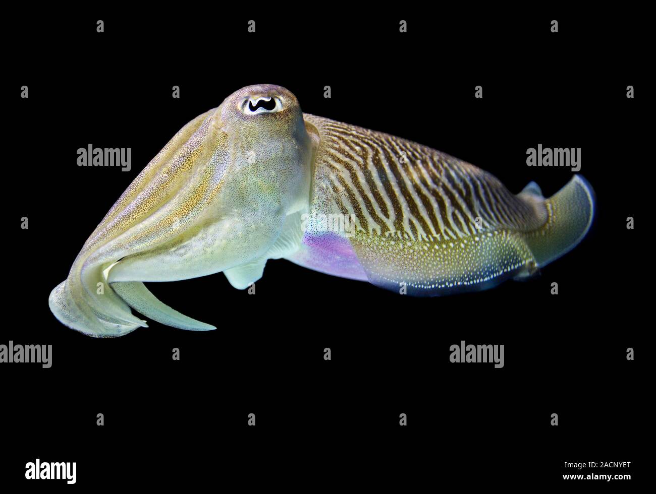 Cuttlefish swimming underwater Stock Photo - Alamy