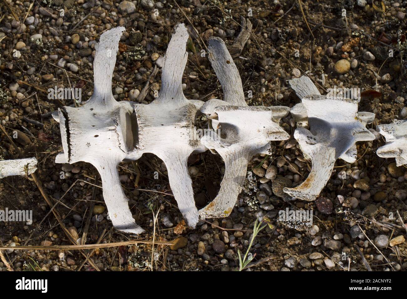 Dead sheep skeleton bones hi-res stock photography and images - Alamy