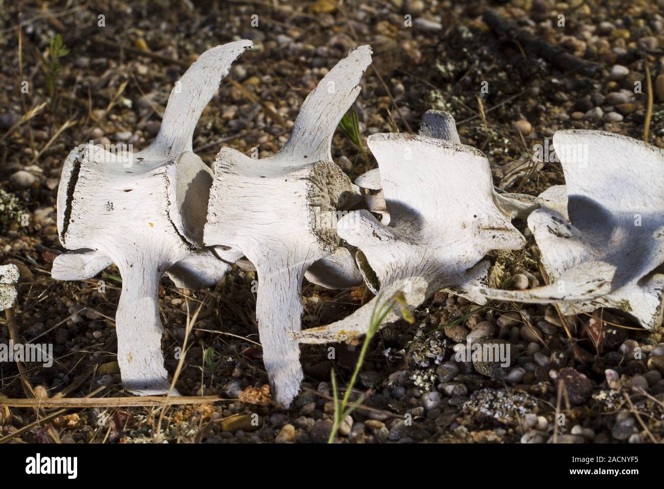 back spine sheep bones Stock Photo - Alamy
