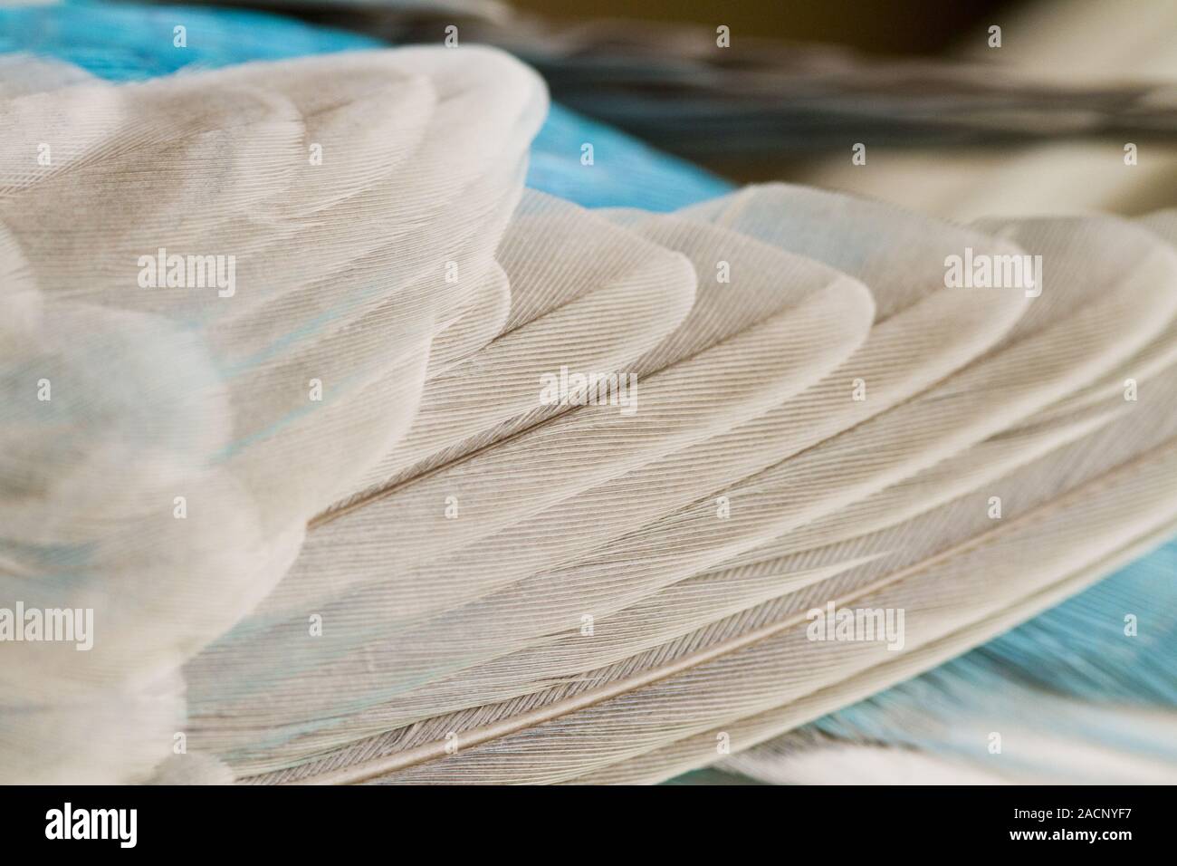 Common pet parakeet wings hi-res stock photography and images - Alamy