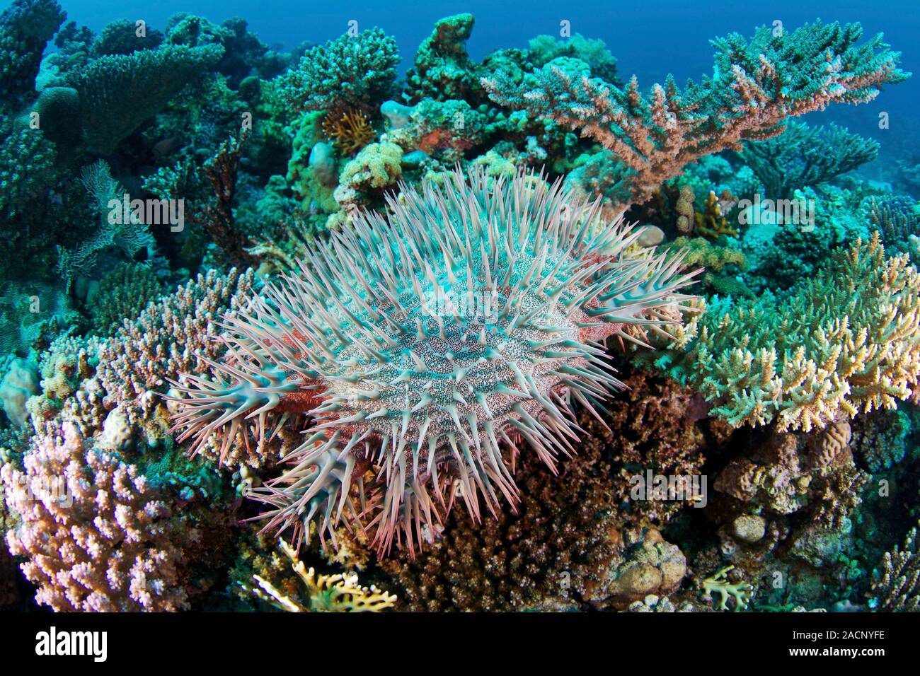 Crown-of-thorns starfish (Acanthaster planci) on a reef. This starfish ...