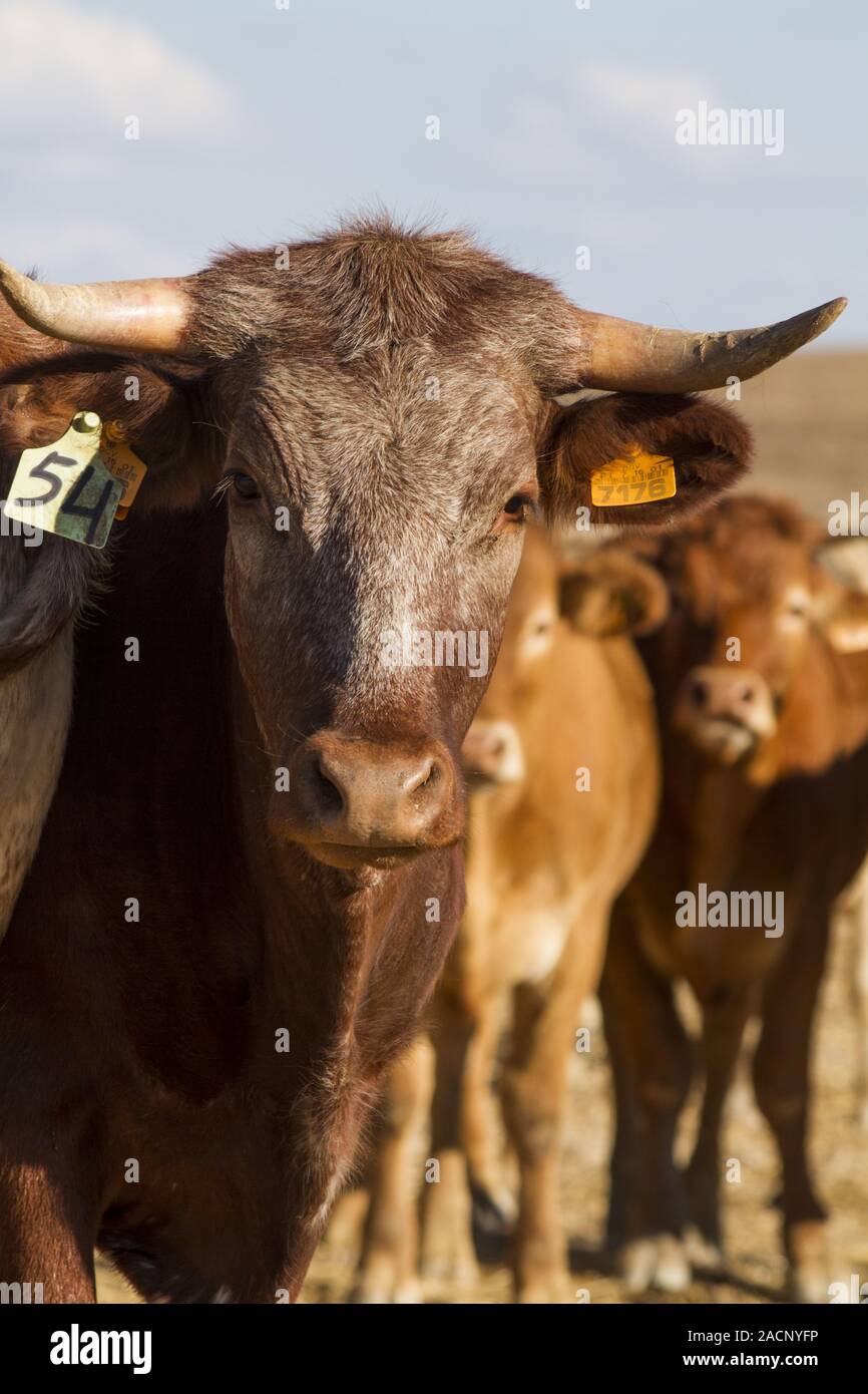 Domestic brown cow close hi-res stock photography and images - Alamy