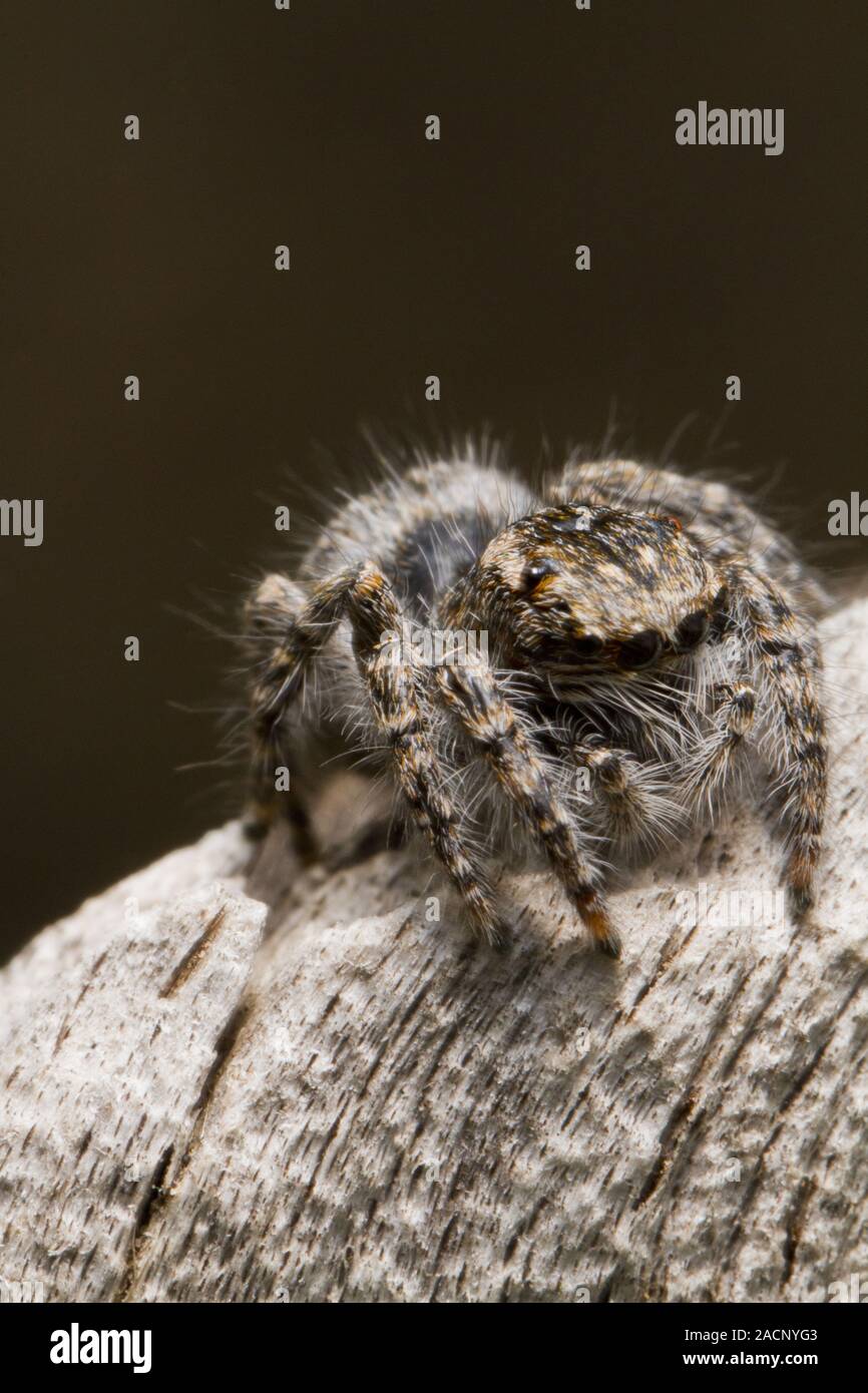 grey jumping spider Stock Photo - Alamy