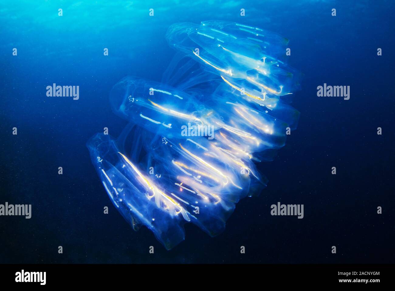 Salp colony (Cyclosalpa). Salps are tubular shaped gelatinous marine ...