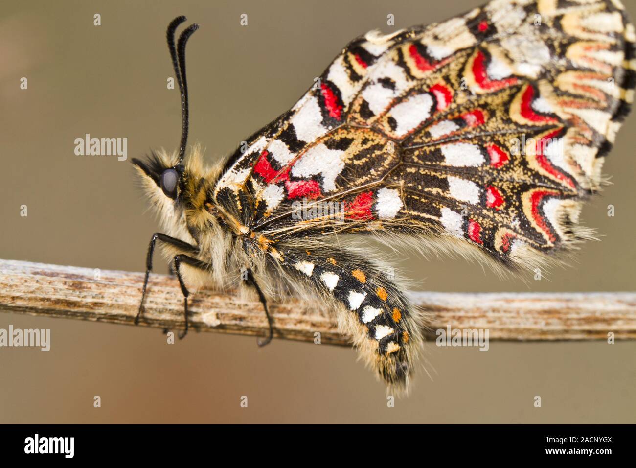 Zerynthia rumina hi-res stock photography and images - Alamy
