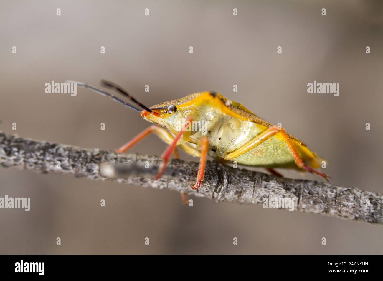 Side View Of Stink Bug High Resolution Stock Photography and Images - Alamy