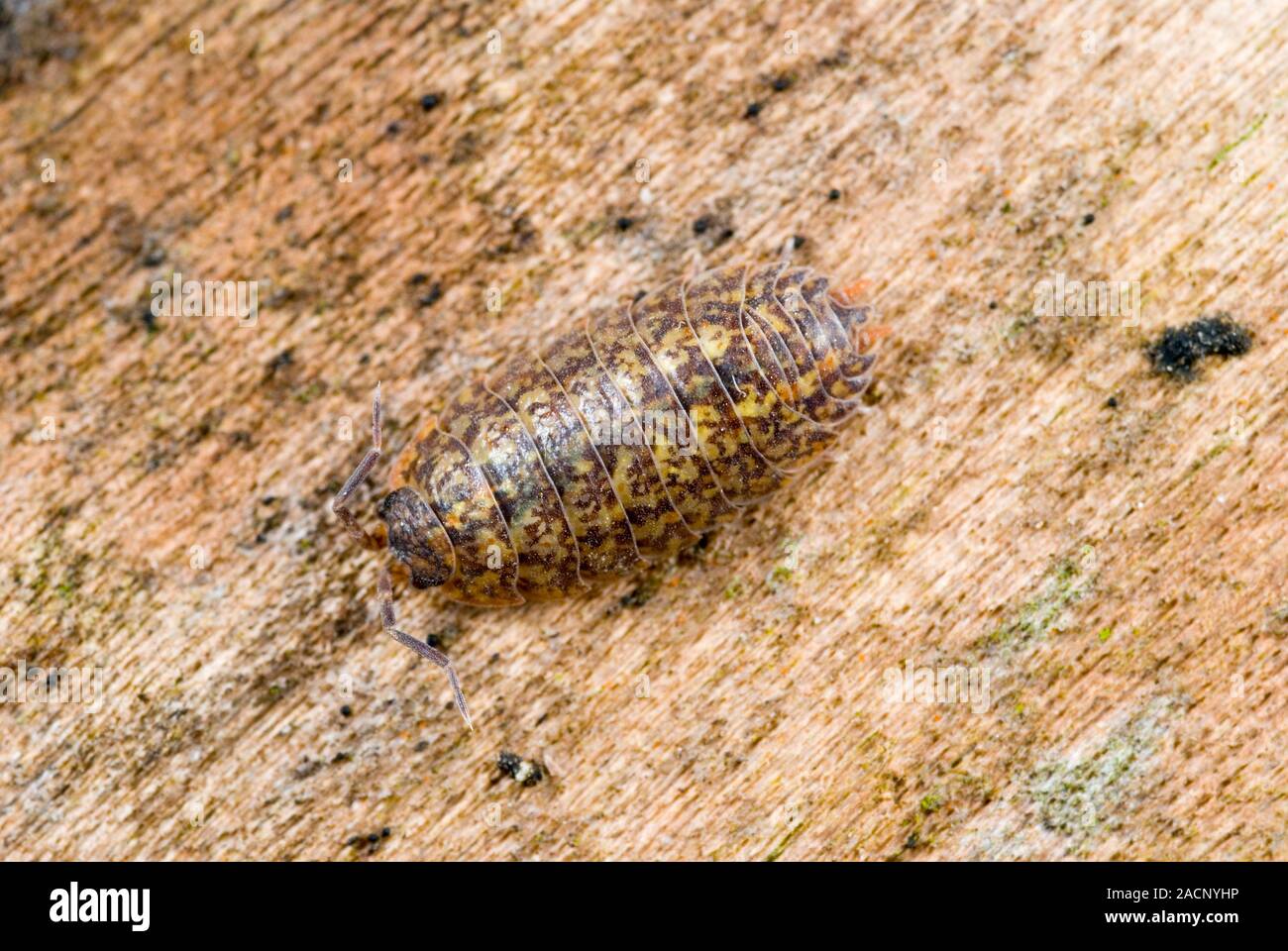 Woodlouse (Oniscus asellus). This species of woodlouse is widespread ...