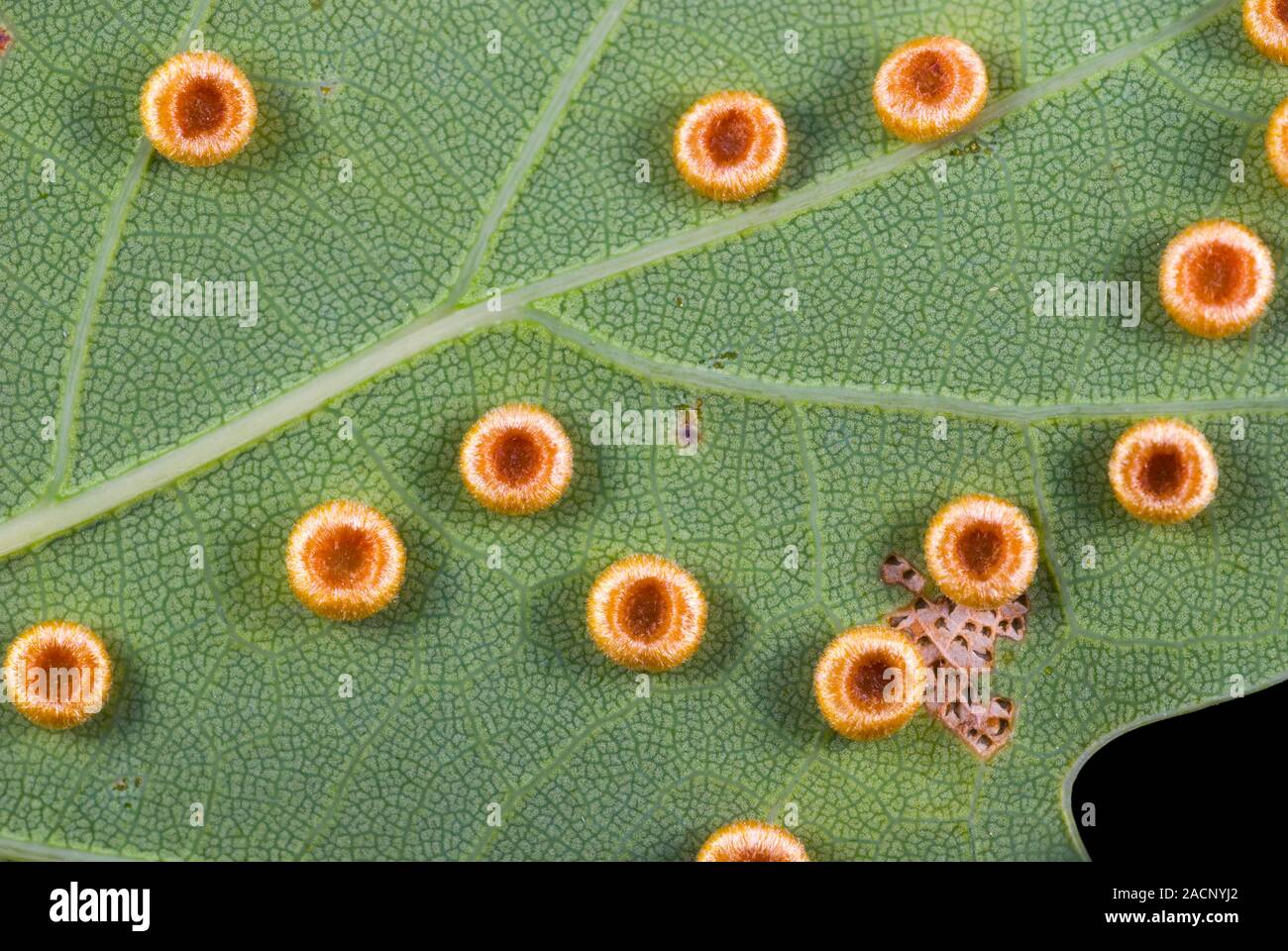 Silk button spangle galls on the underside of an oak (Quercus sp.) leaf ...
