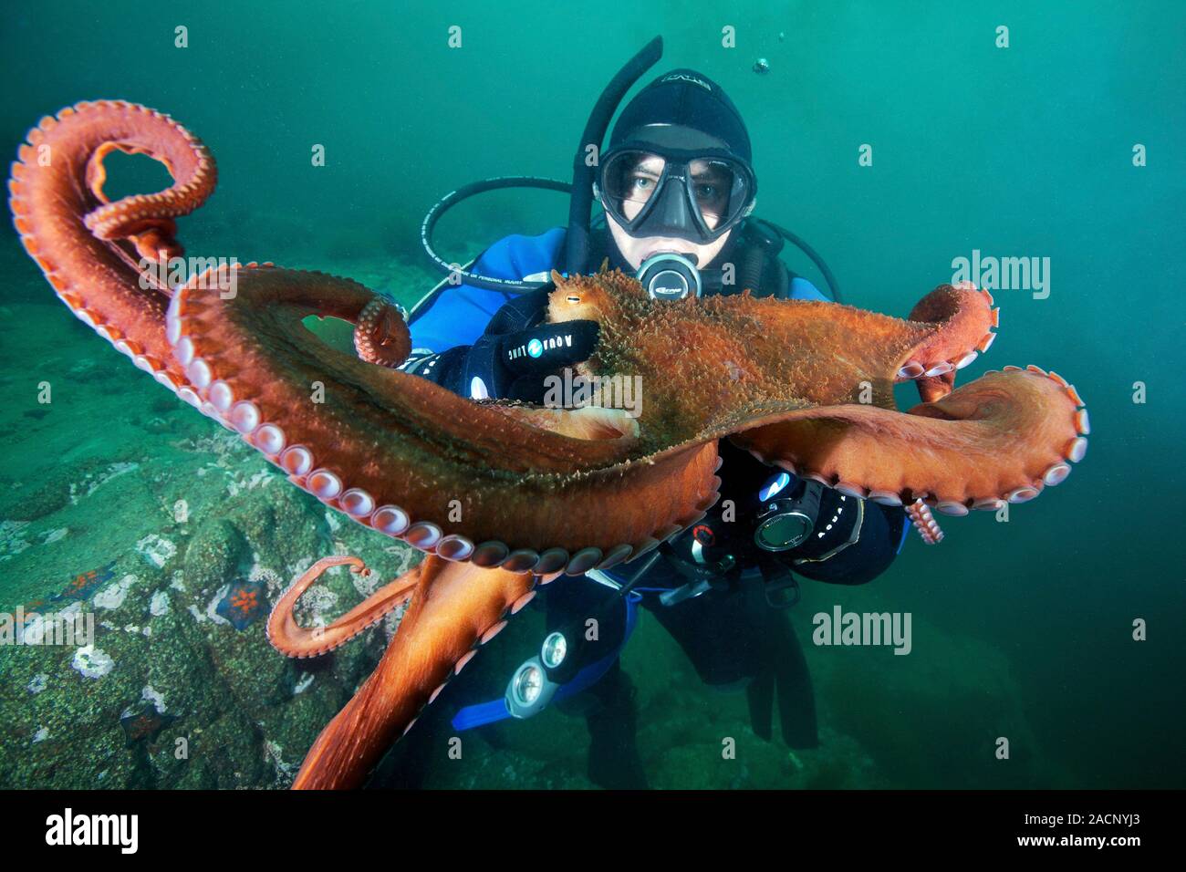 Diver with octopus (Enteroctopus dofleini), Japan Sea Stock Photo - Alamy