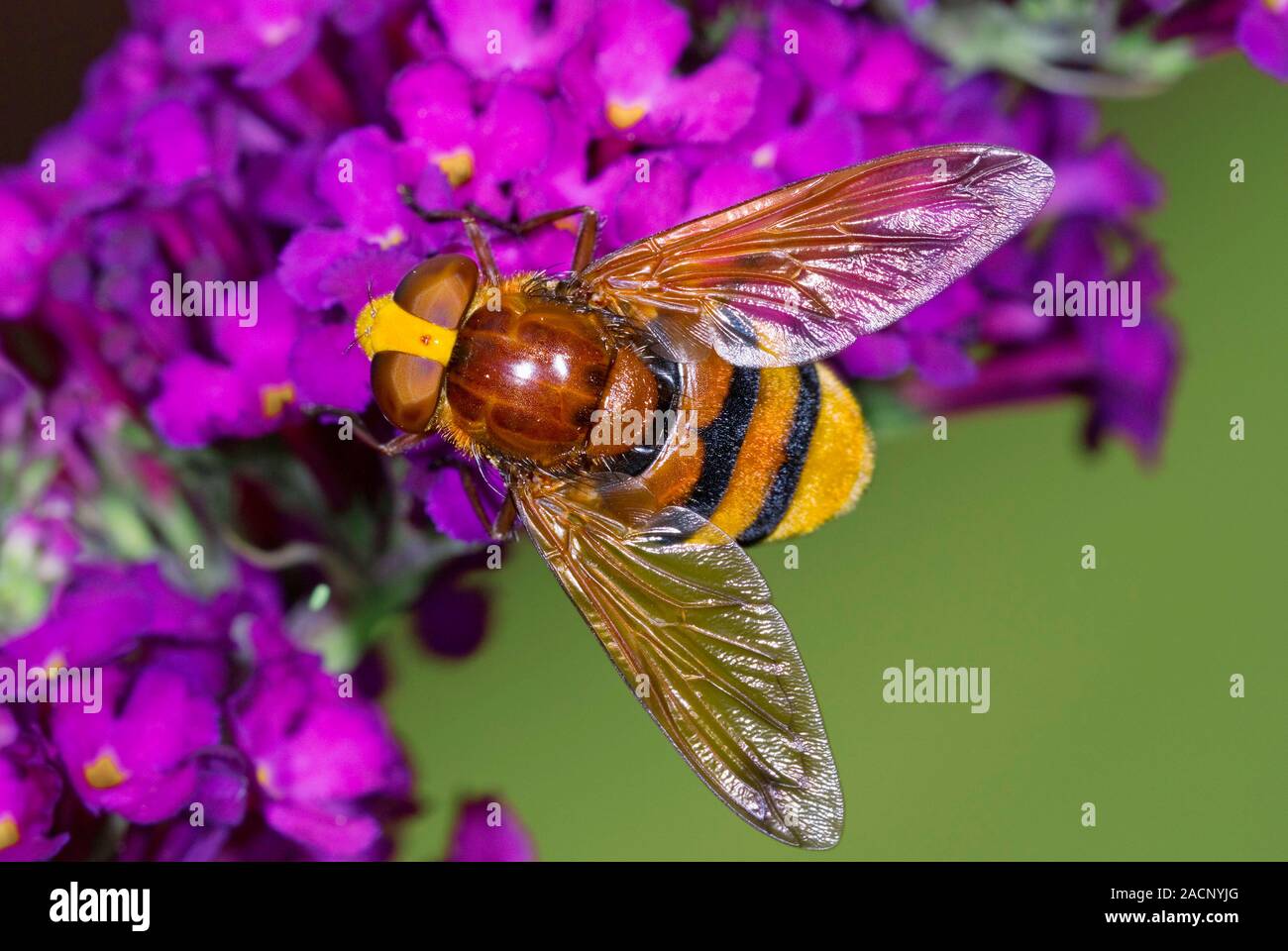 Hornet mimic hoverfly. Close-up of a hornet mimic hoverfly (Volucella ...