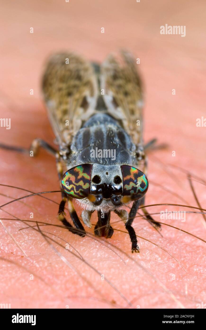 Common horse fly. Close-up of a common horse fly (Haematopota pluvialis ...