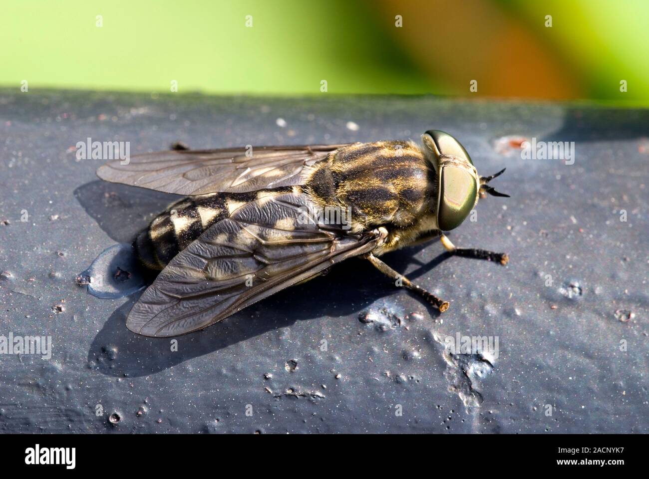 Common Horse Fly Close up Of A Pale Giant Horse Fly Tabanus Bovinus