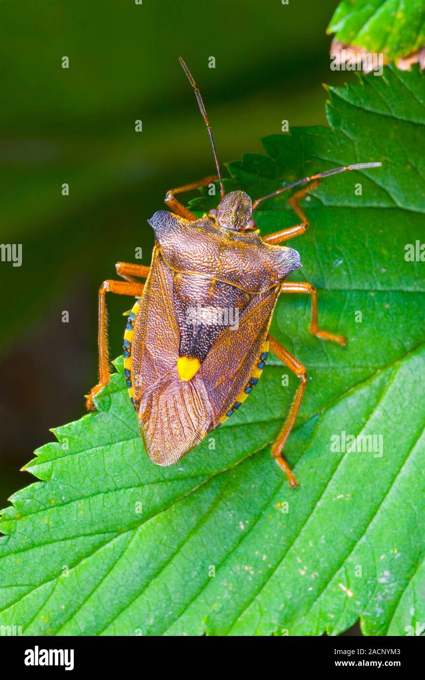 Forest bug on a leaf. Forest bugs (Pentatoma rufipes) are a species of ...