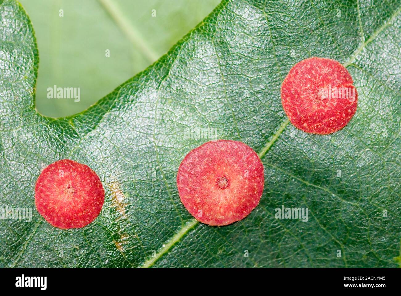 Common spangle galls on the underside of an oak (Quercus sp.) leaf ... Common spangle galls on the underside of an oak (Quercus sp.) leaf ...
