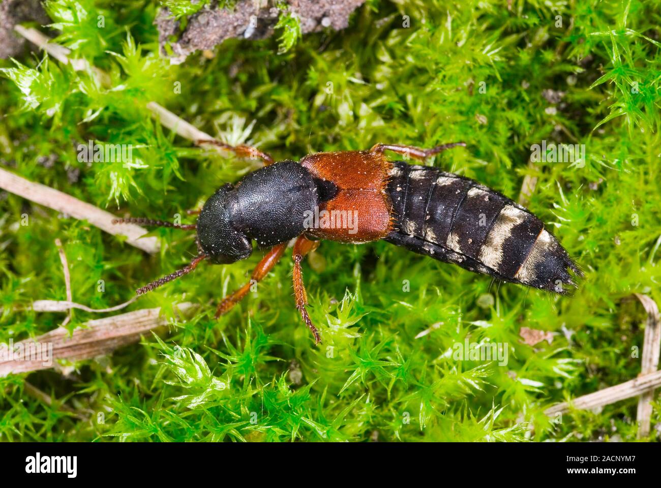 Rove beetle (Staphylinus caesareus) on moss. Rove beetles (family ...