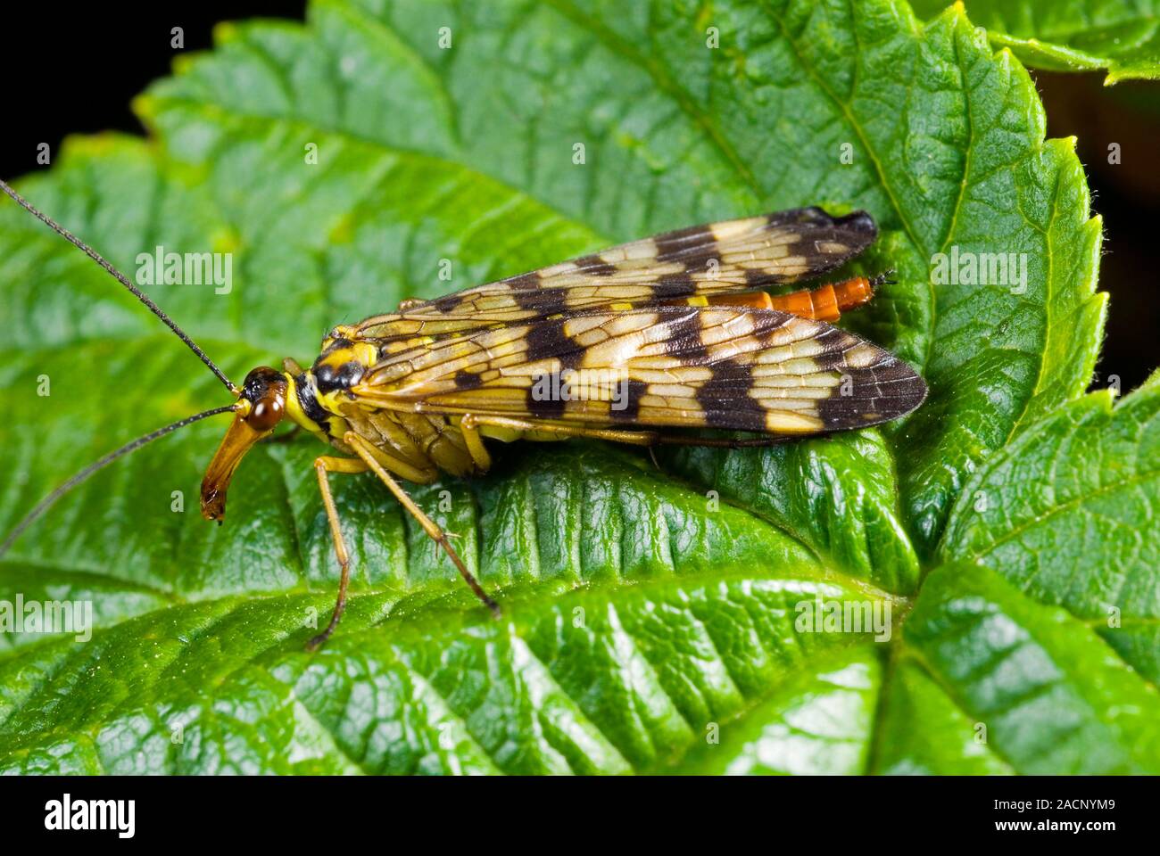 Common scorpionfly (Panorpa communis) on a leaf. Scorpionflies are ...