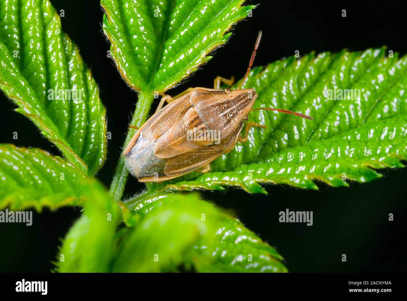 Bishop's mitre shield bug (Aelia acuminata) on a leaf. Photographed in ...