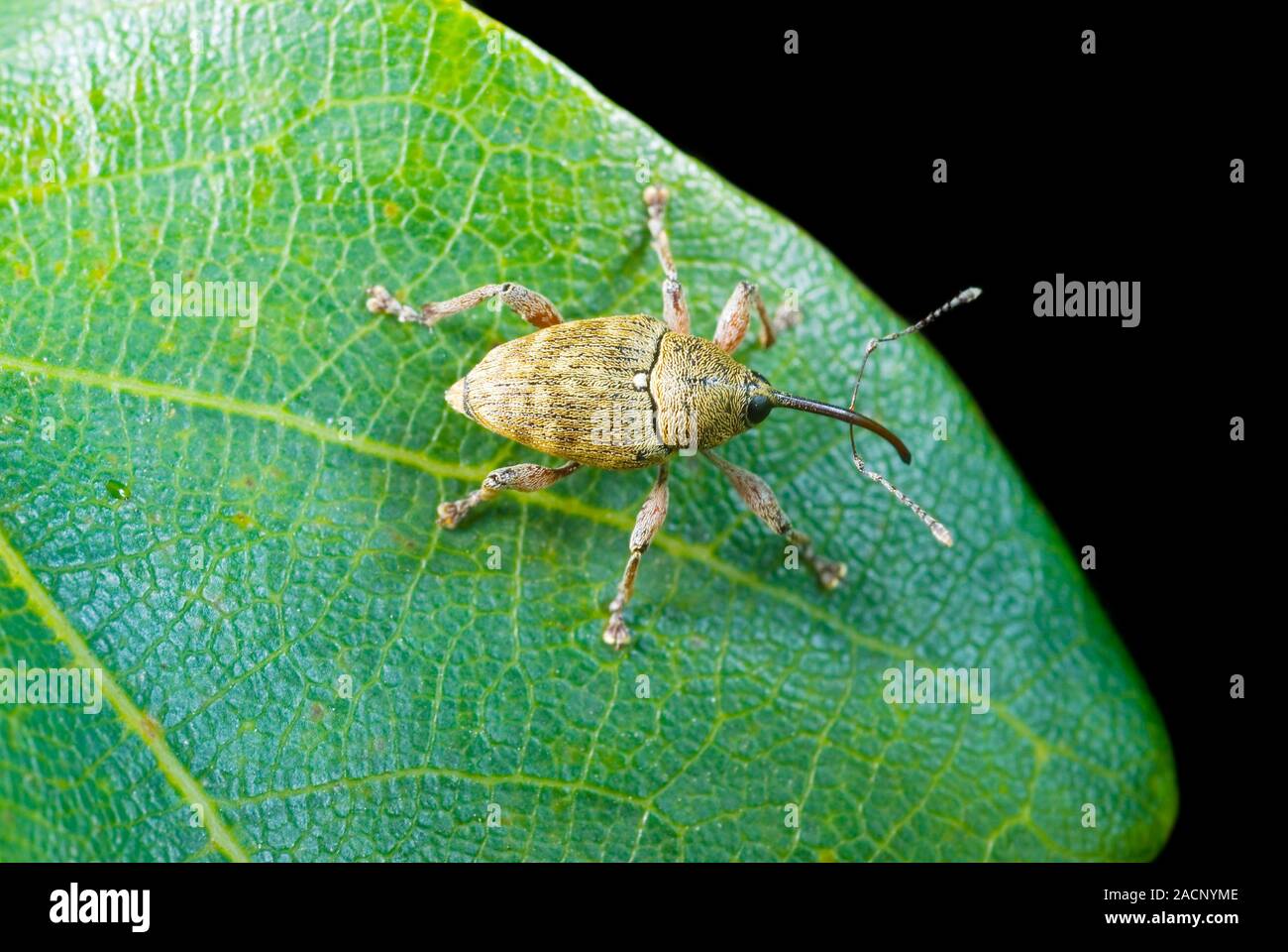 Acorn weevil (Curculio glandium) on an oak (Quercus sp.) leaf ...