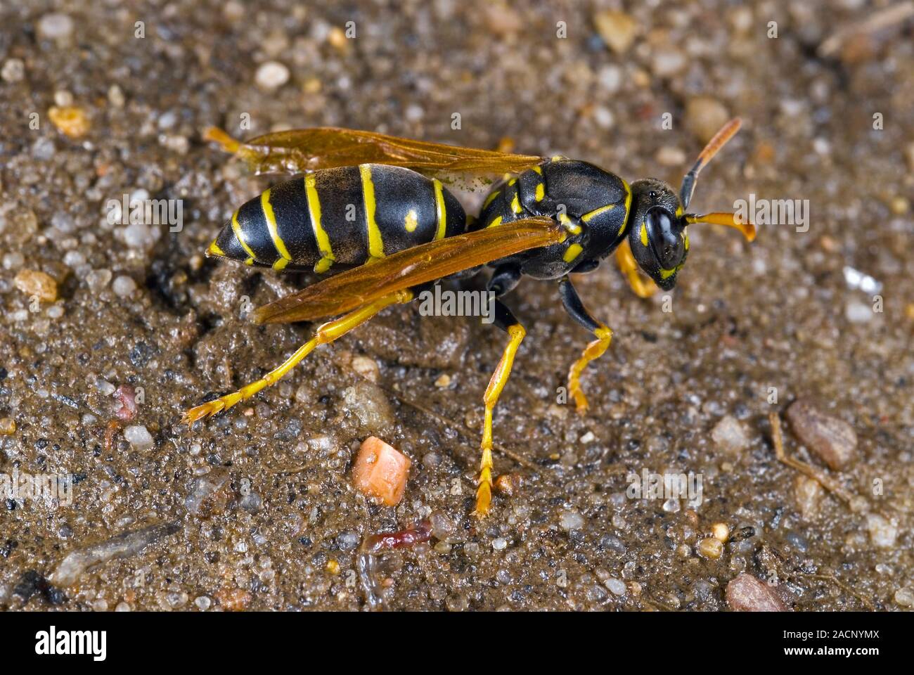 Paper wasp (Polistes nimpha) near a puddle. Paper wasps gather fibres ...