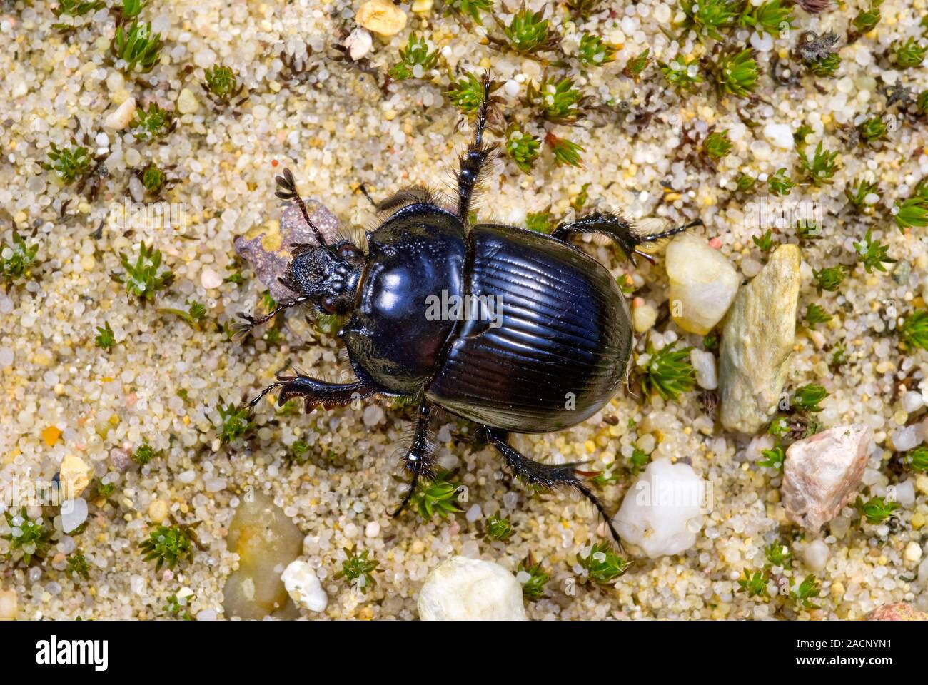 Minotaur beetle. Female minotaur beetle (Typhaeus typhoeus) on sandy ...