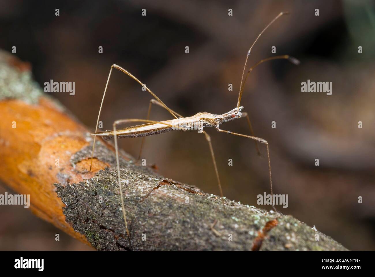 Stilt bug on heather. Close-up of a stilt bug (Neides tipularius) on a ...