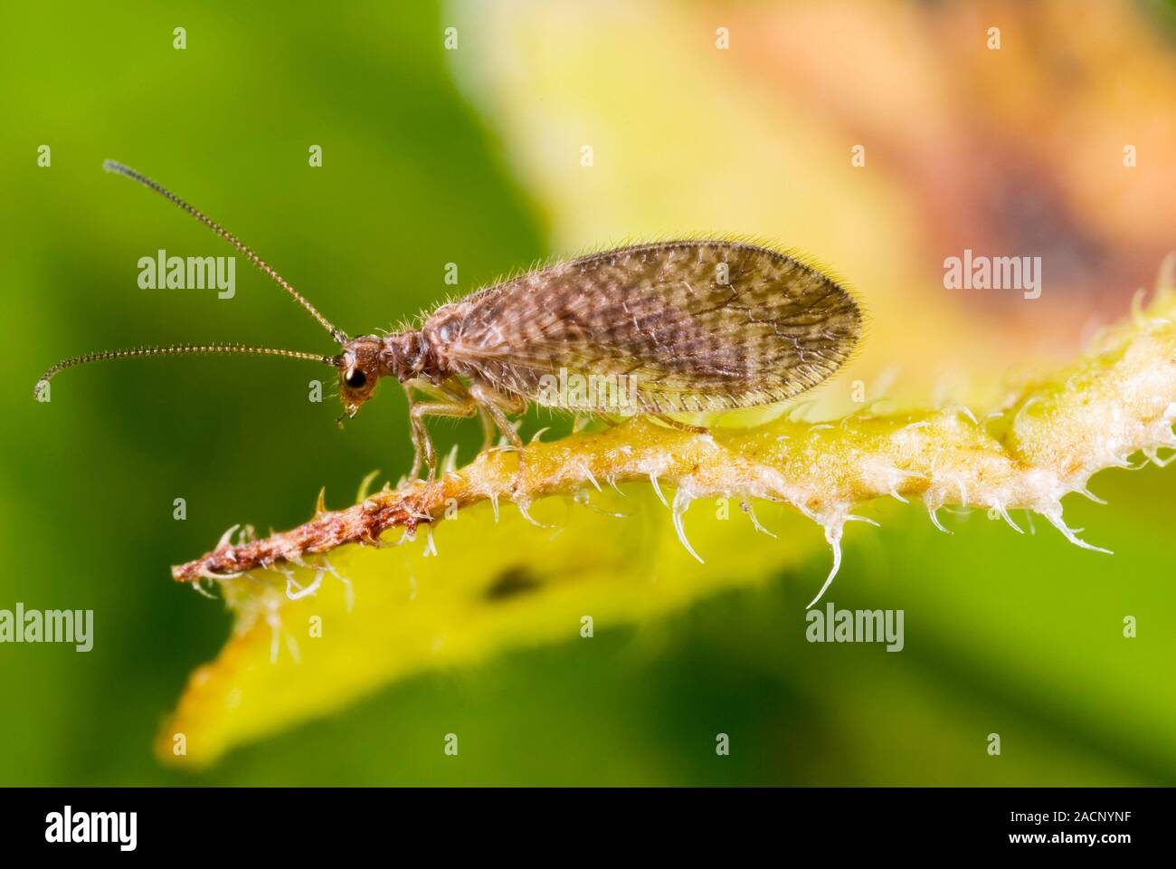 Brown lacewing (Micromus angulatus) on a plant. Brown lacewings (family ...